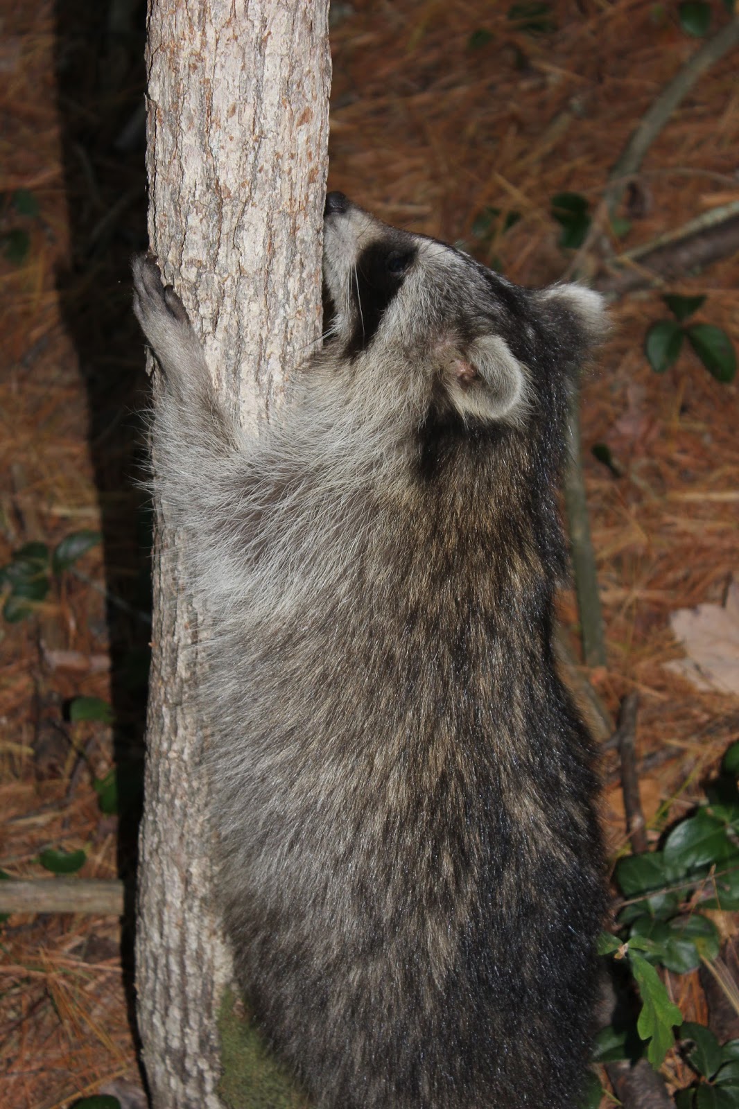 The Laughing Raccoon