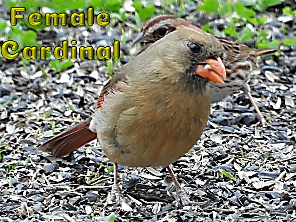 Animal, Nature, and Travel: First visit to Wheeler's National Wildlife ...