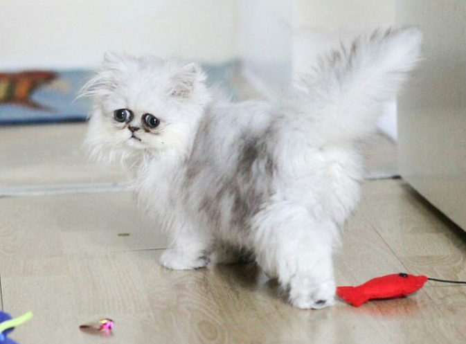 People Were Concerned About Wilfred The Cat, So We Got Answers - Best Pets