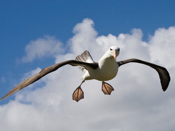 On Wings of Eagles: Lessons From an Albatross