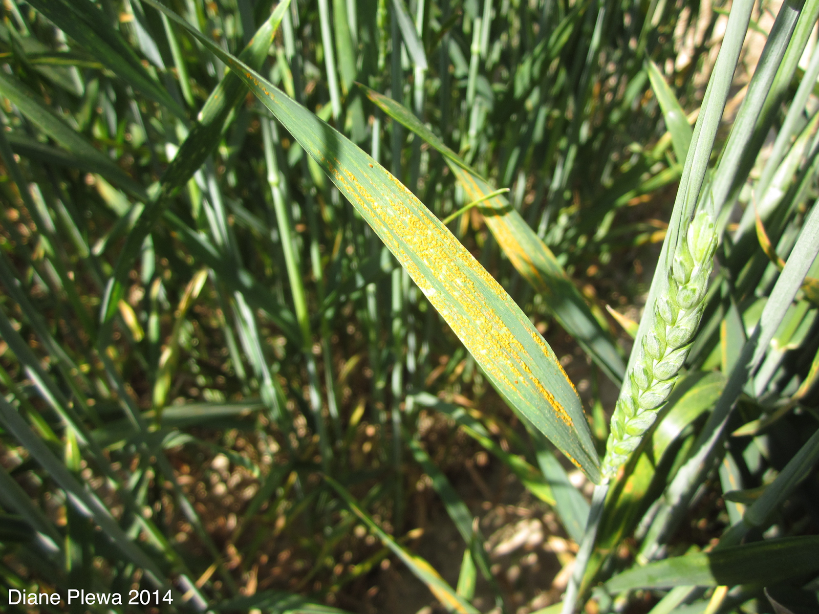 University of Illinois Plant Clinic