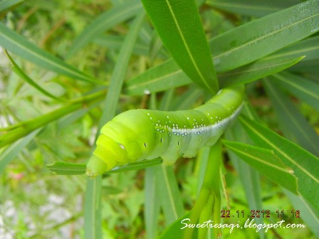 SweetieSaQi: Sang ulat bulu gebunya....