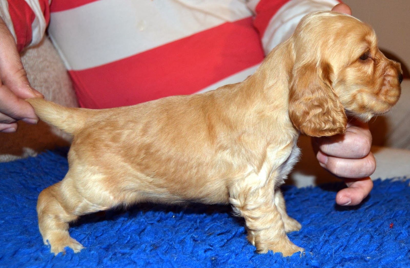 Bebes cocker spaniel Petruso