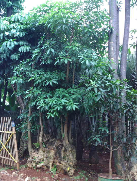 Pohon Pule Banyak Diburu Oleh Pecinta Tanaman Hias | Tips Merawat ...