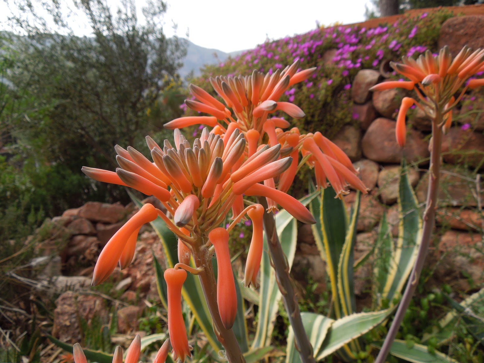 PITA REAL en flor - BOTÀNIC SERRAT