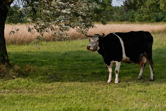 APARATKA bez akredytacji : Krowa w krajobrazie Polski