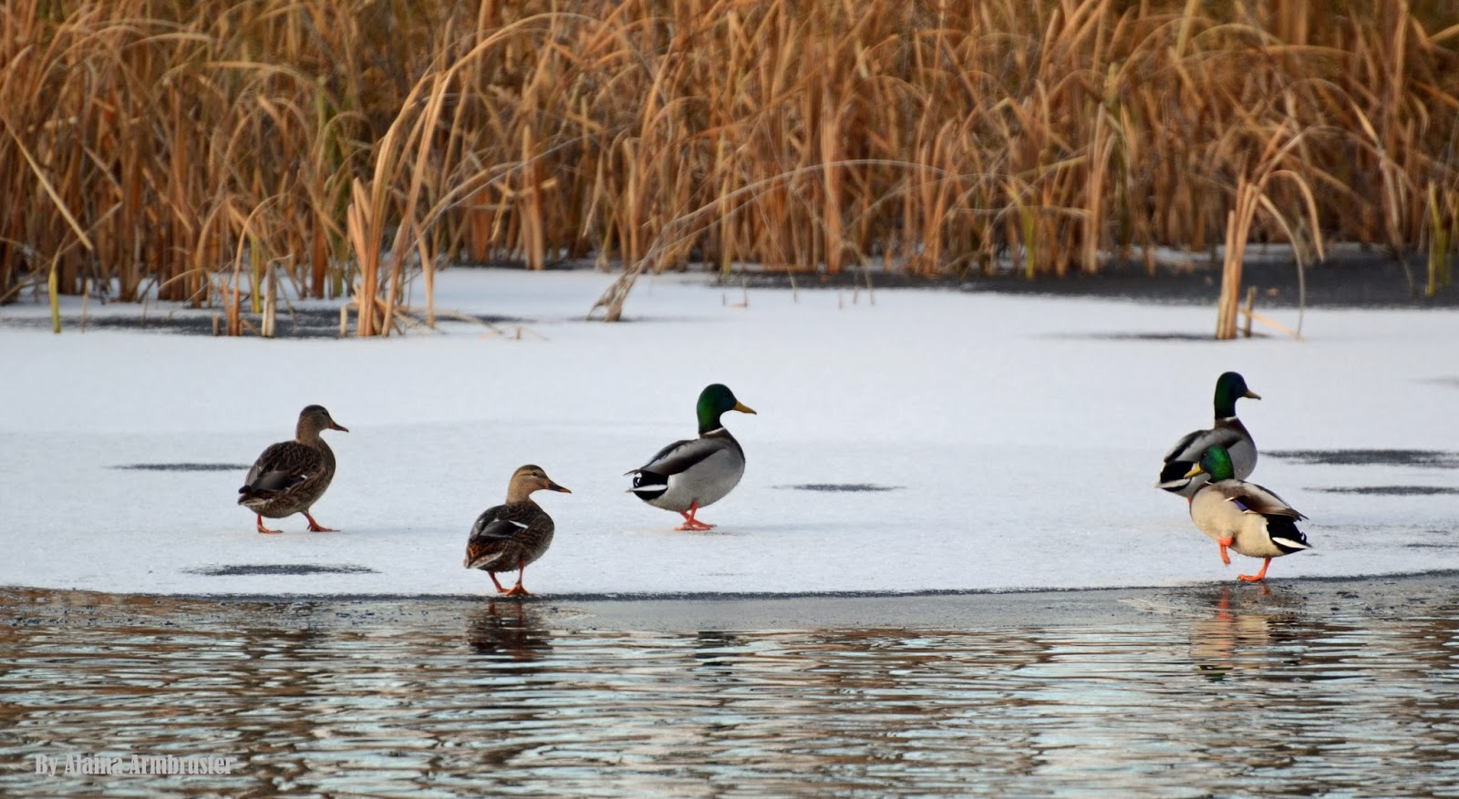 Alainas View - Peckers and Paws Photography: Winter Ducks...