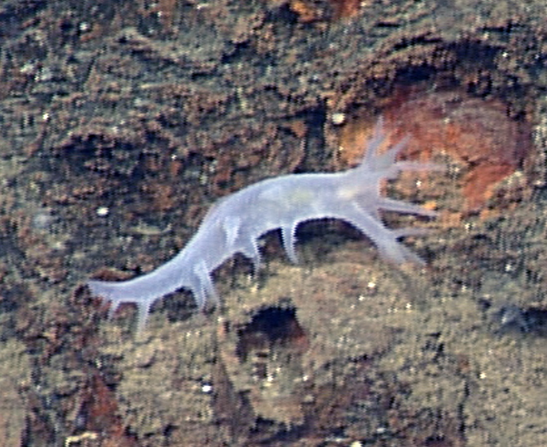 Species New to Science: [Mollusca • 2018] Five New Deep-sea Species of ...