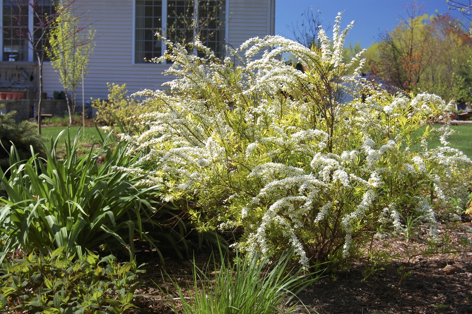Plant Inventory at 20 Timothy : Spirea thunbergii / Ogon Spirea