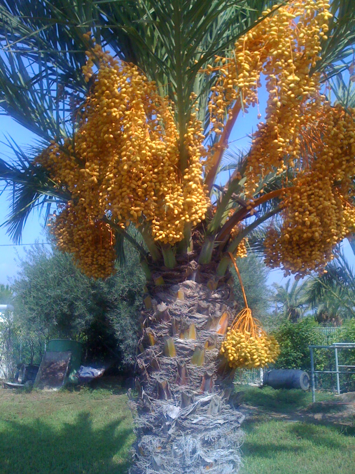 picudodelaspalmeras: El picudo y el fonendoscopio