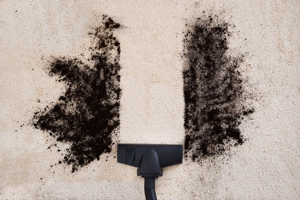 Vivid Cleaning Blog: The Best Way To Clean up Plant soil messes from Carpet