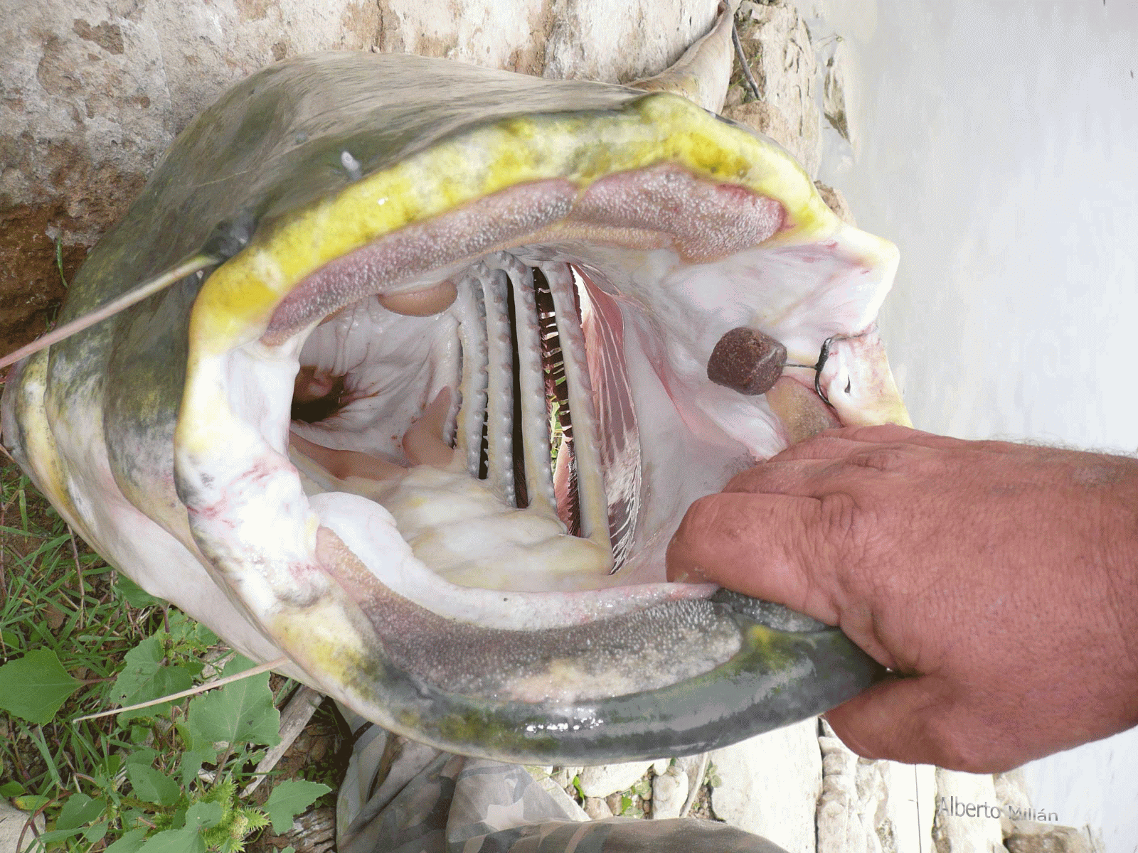 PESCA DEL SILURO EN EL EBRO: RINCÓN DEL SILURO