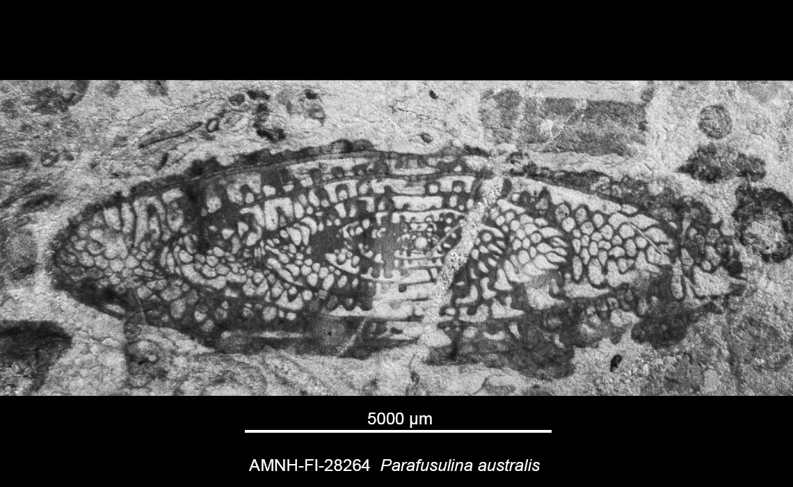 Microfossils Project: Week 2: What's in the box?