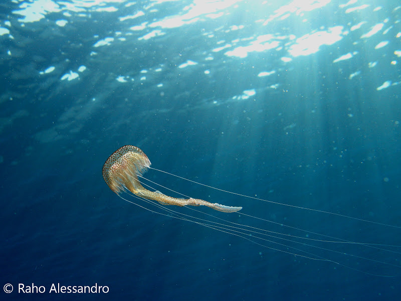 Necton e Plancton: Cnidari: Medusa Luminosa