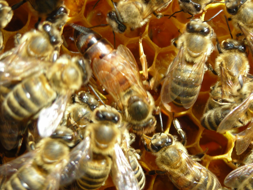 Aprendendo Croata: Pčela - Abelhas