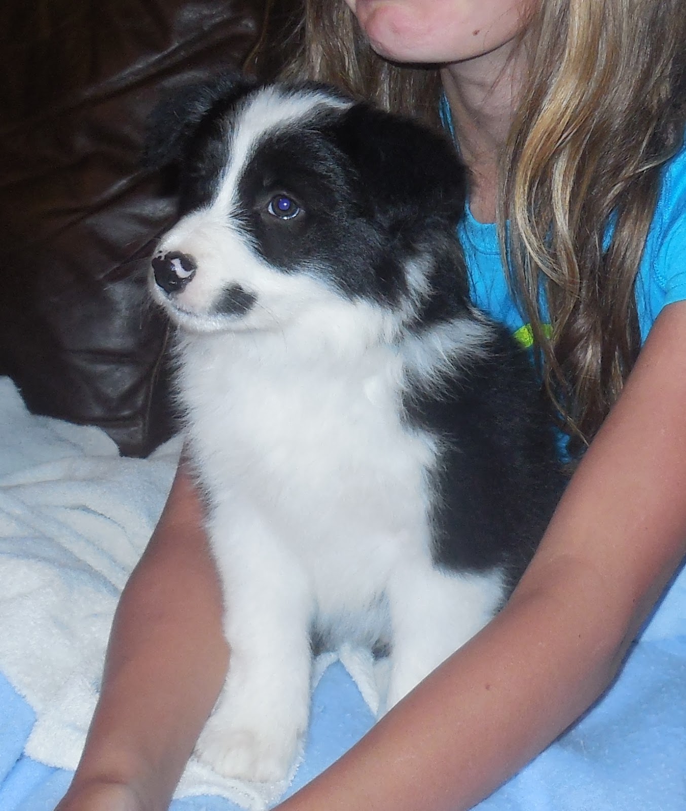 Rocky Mountain Border Collies: Snips & Snails & Puppy Dog Tails..