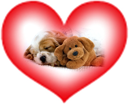 Perritos con corazones - Imagui