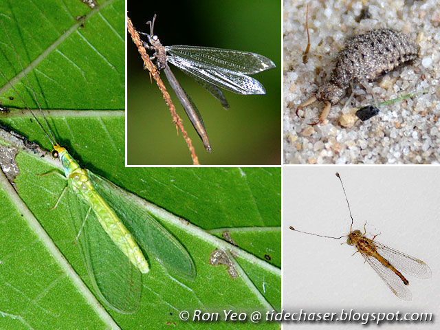 tHE tiDE cHAsER: Insects (Phylum Arthropoda: Class Insecta) of Singapore