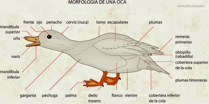 Naturaleza Viva : Las Patas de los Patos