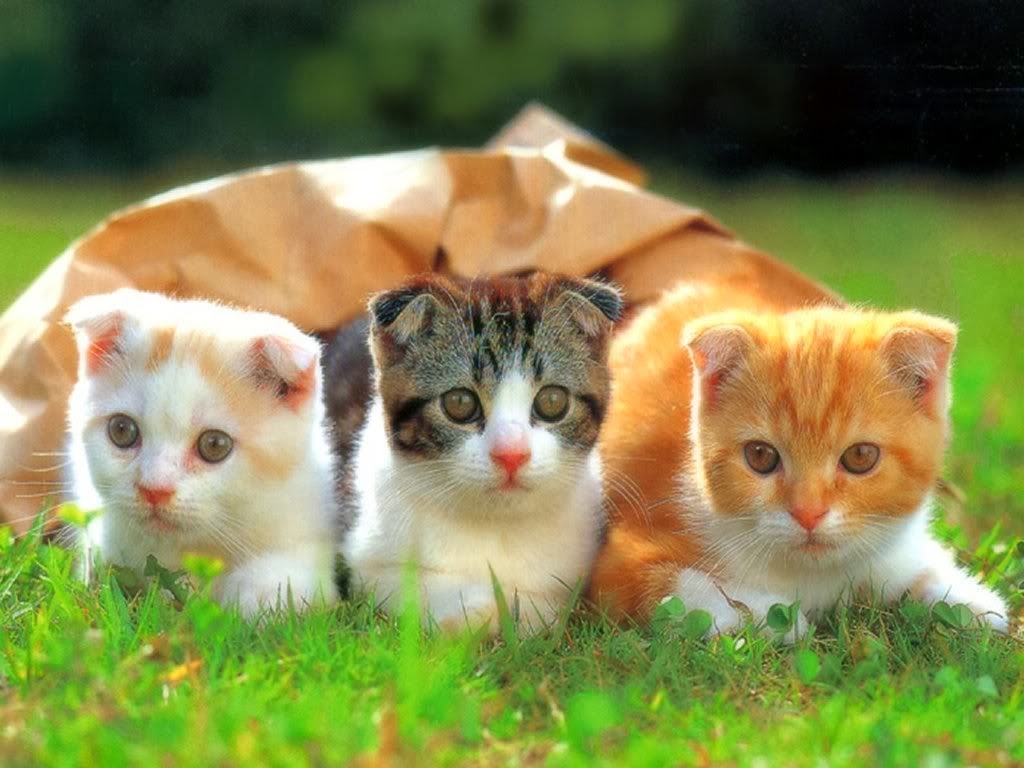 all about insurance: Three cats wallpapers free