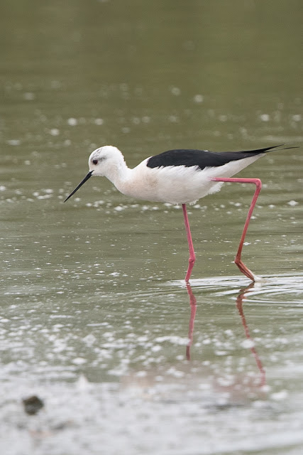 Slimbridge Wildfowl and Wetlands Trust - 22nd April | Focusing on Wildlife