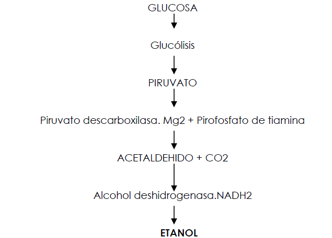 PROCESO DE FERMENTACION