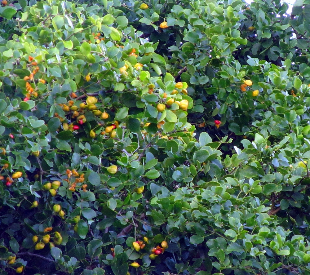 Hiking Curaçao - Flora and Fauna: Chuchubi in Wayaca and Wabi