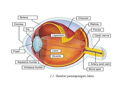 Berita dan info kesehatan: ANATOMI RETINA MATA