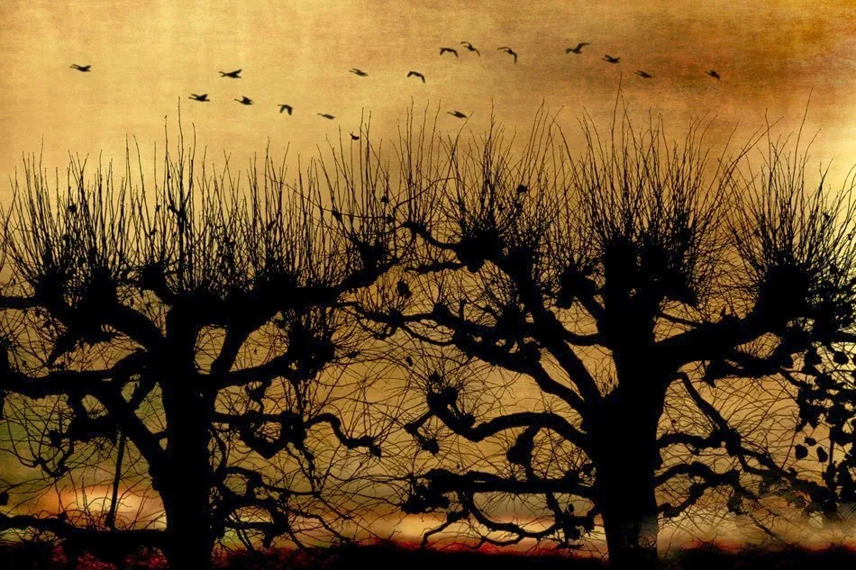 Anja Bührer | Surreal silhouettes | Tutt'Art@ Masters