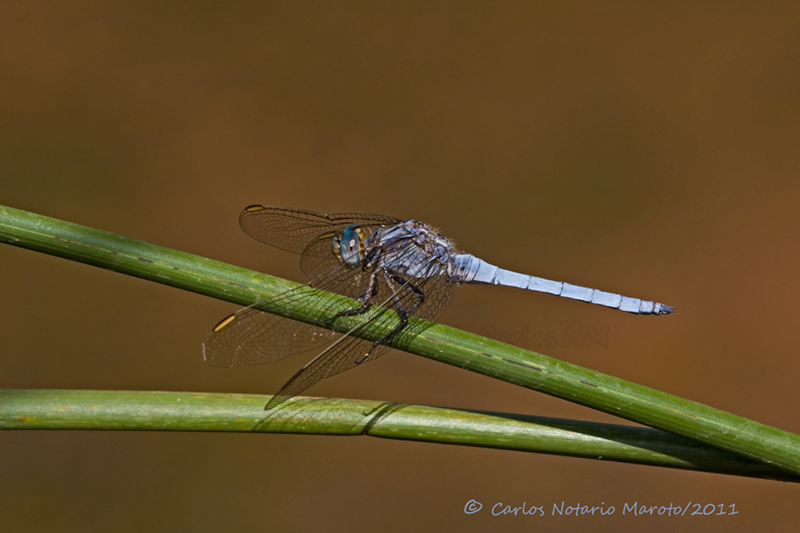 Ojos de Libélula: Orthetrum, las azules.