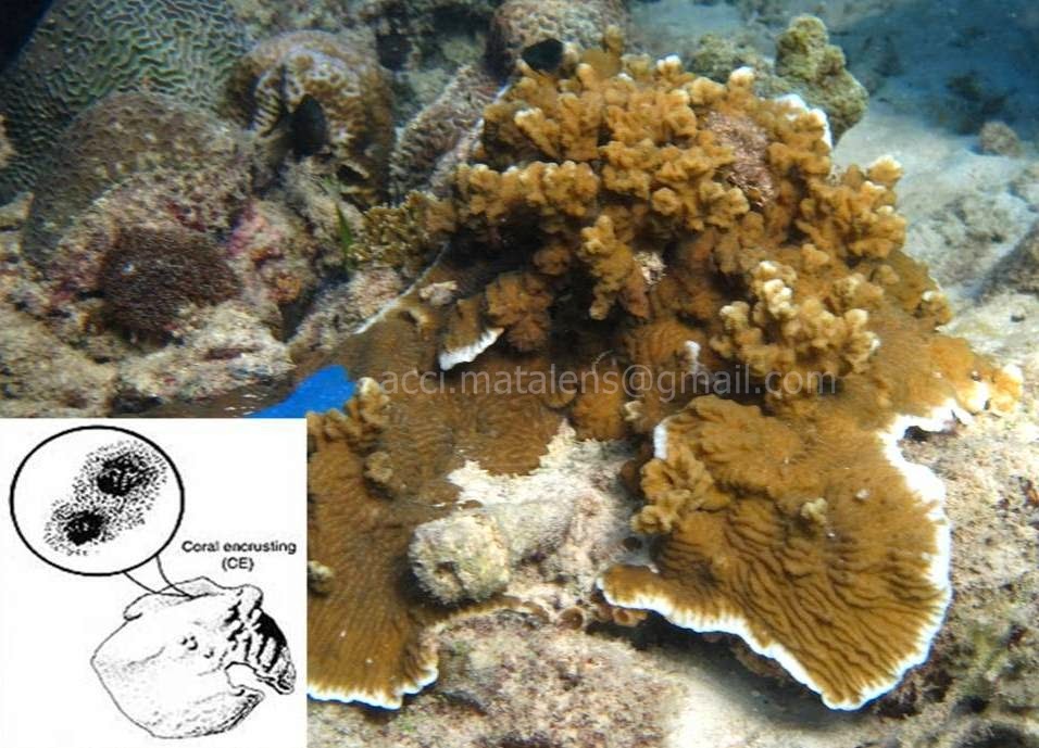 Pamacca: Bentuk Pertumbuhan Karang