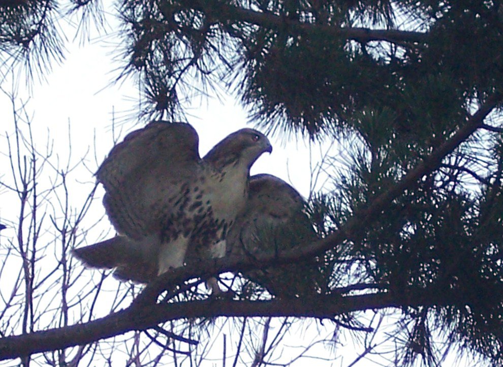Hawkwatch at the Franklin Institute: News of #3 - and an eyass finally ...