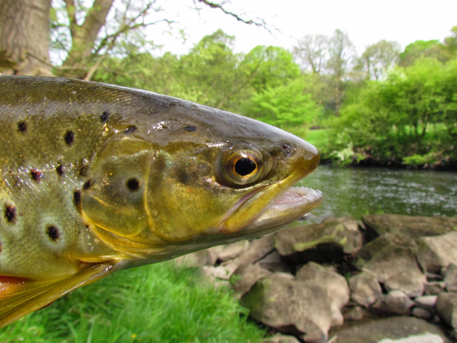 finesse fishing: Swiped