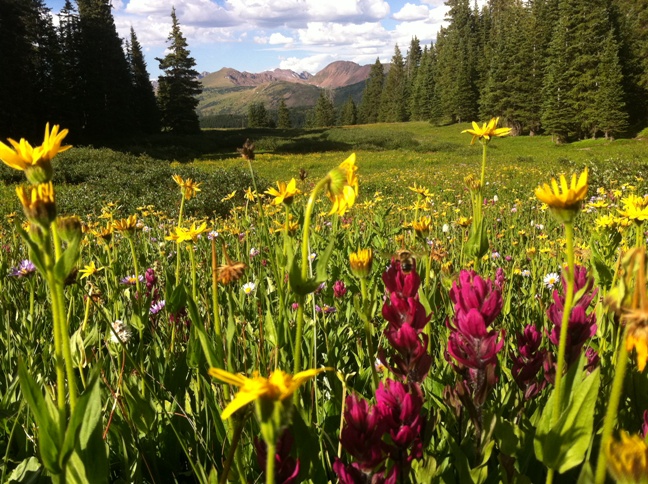 Summit County Home Team Blog: Wildflowers on Shrine Pass