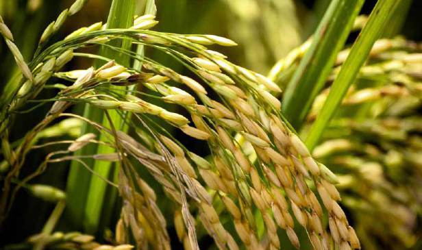 FOOD HISTORY Origin Of Rice food-history-origin-of-rice