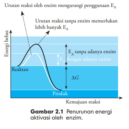 Komponen, Fungsi dan cara kerja Enzim Serta Komponen