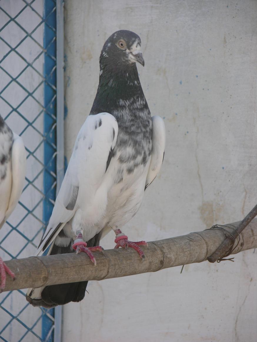 Teddy Pigeons Video, Best High Flying Kabooter Teddi Pigeon Video ...