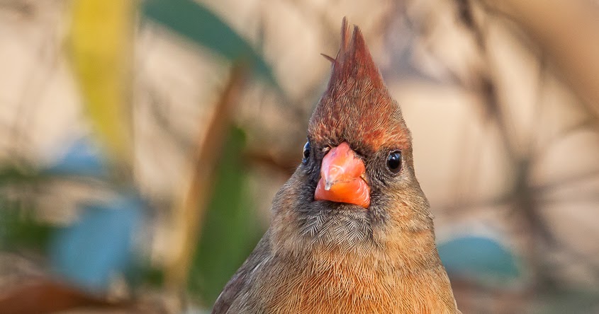 A Year With Judy Toups: DIMORPHISM IN BIRDS