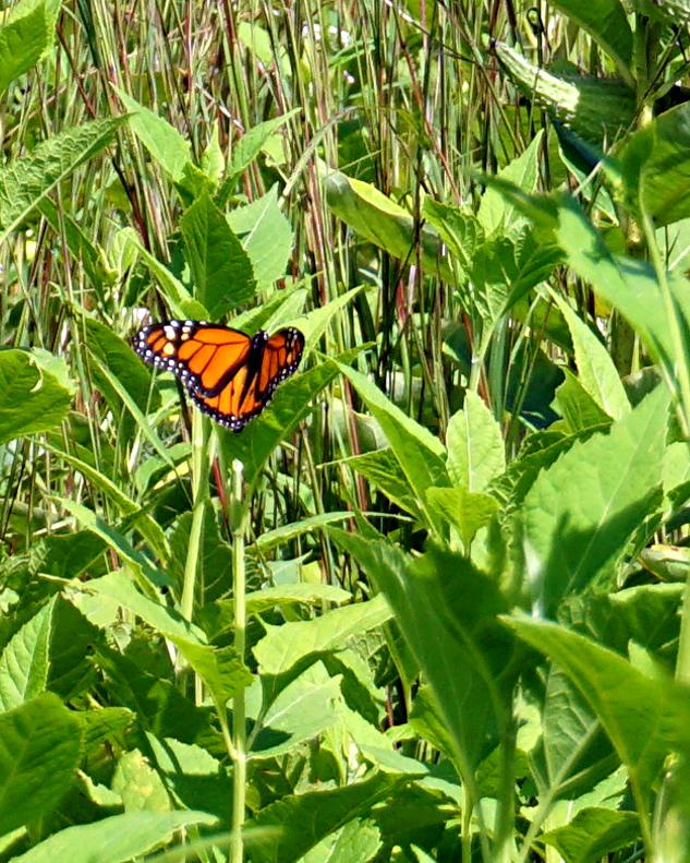 The View from Squirrel Ridge: A Bear and Some Flying Critters.