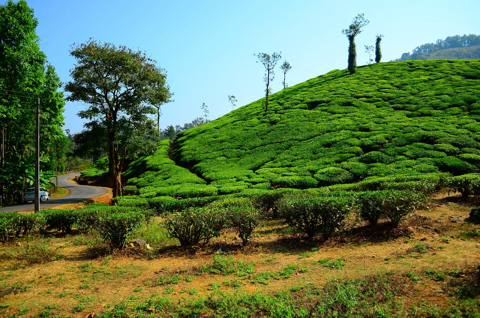 Sharath Hassan A Travelling Photographer: Samse Tea Estate near ...