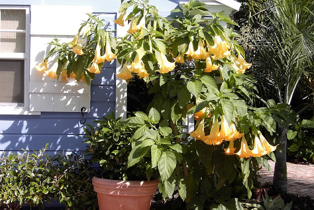Gardening on my terrace: Scents of the tropical garden; Brugmansia