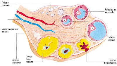 Resultado de imagen para Luteinización