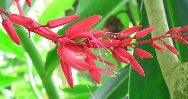 Kruiden & Specerijen: Bitterhout (of Kwassiehout)