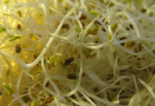 De komeet van Halle: Vis met prei, sojascheuten en paprikaroomsaus