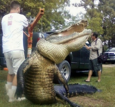 funky-vintagetees: Teenger Caught 800 Pound Alligator in South Florida, USA