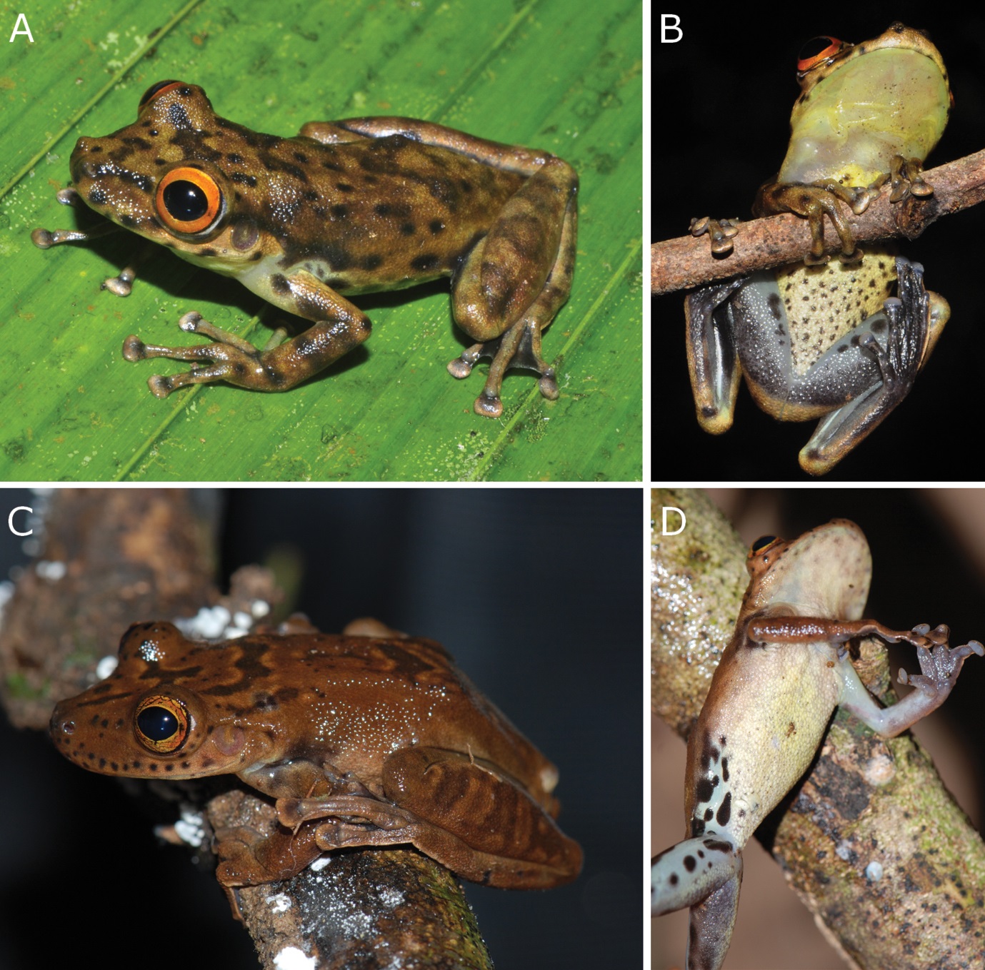 Species New to Science: [Herpetology • 2017] Scinax onca • A New ...