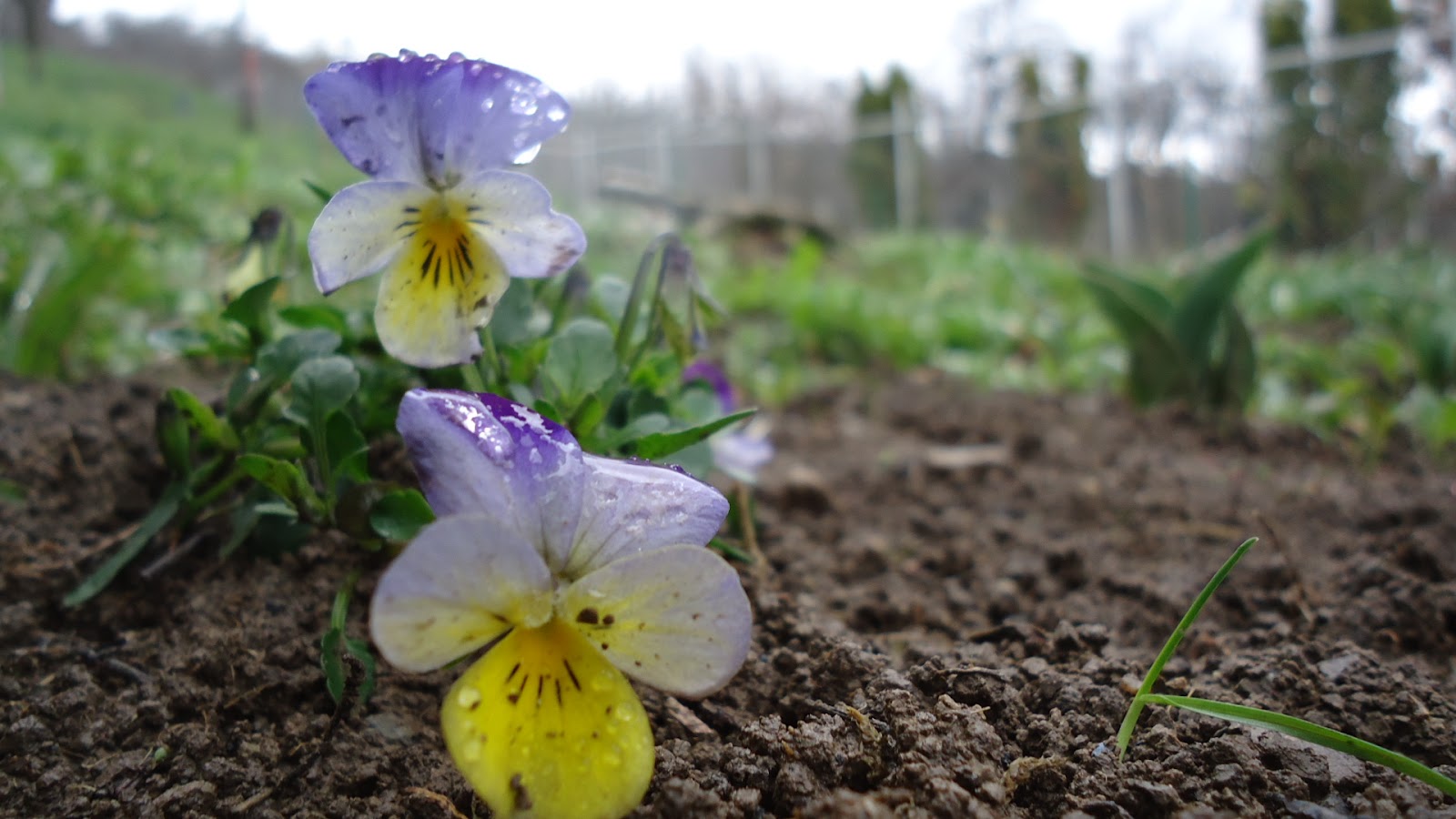Grădină şi călătorii: Plumb