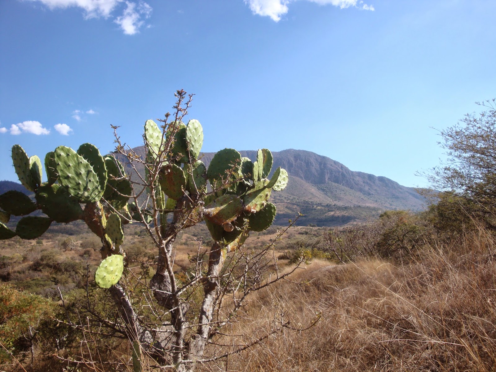 OXTOTITLAN: Nopales o tunas, árboles en Oxtotitlán Gro.