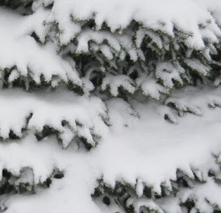 Northwest Conifer Connections: How Do Conifers Survive the Cold?