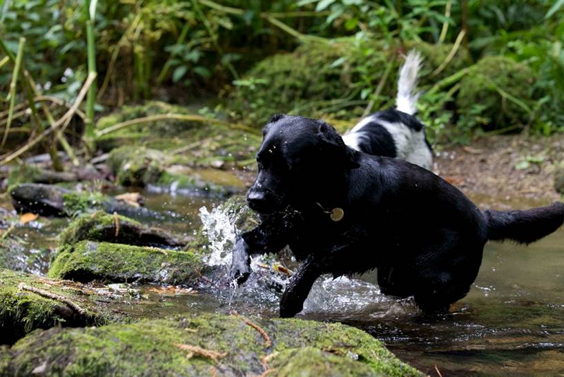 Watermill Cottages - A Dogtastic Holiday by Monty, the black lab ...